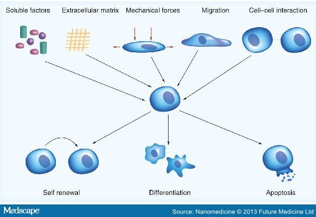 Nanotechnology to Drive Stem Cell Commitment