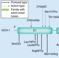 The Genetics of Segawa Disease