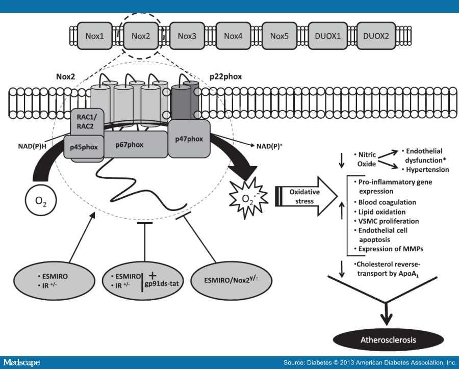 Preventing Endothelial Dysfunction in Insulin Resistance