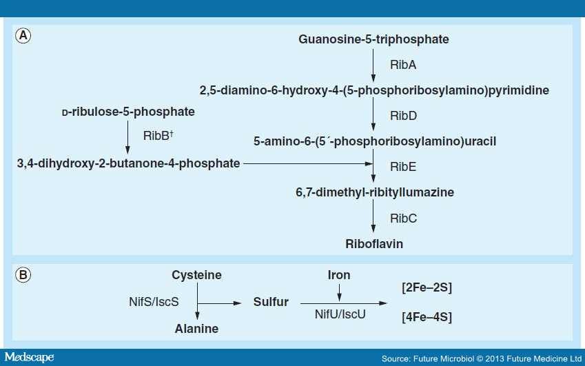 The Ferric Uptake Regulator of Helicobacter Pylori - Page 3
