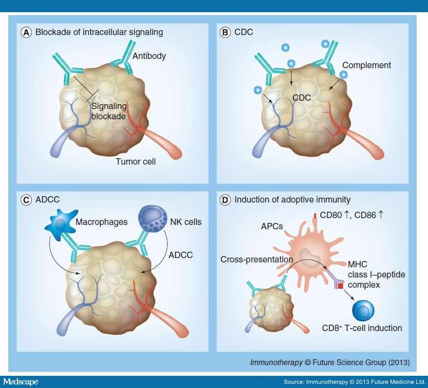 Antibody-Based Therapy in Colorectal Cancer - Page 2