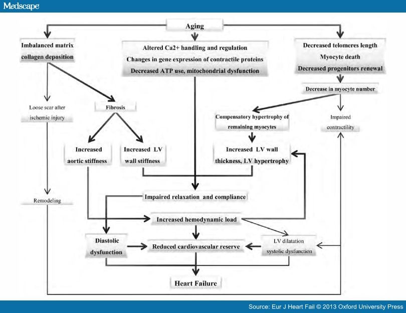 Heart Failure in Elderly Patients - Page 3