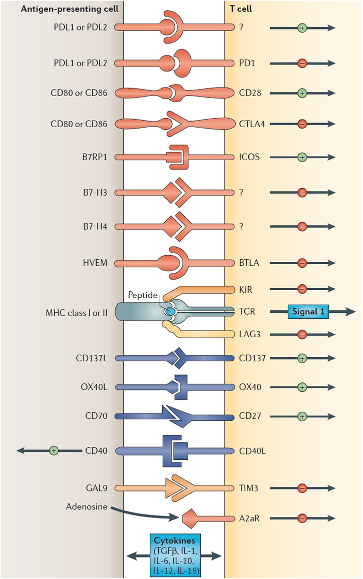 Advances in Immuno-Oncology: New Targets, New Therapies, New Hope