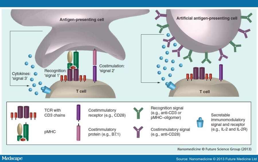 Nanoengineering of Artificial Antigen-Presenting Cells (Transcript ...