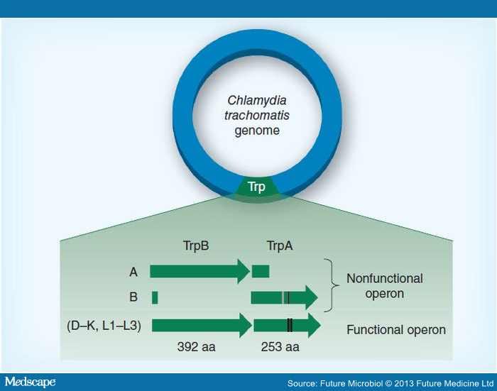 Genetic Variation in Chlamydia trachomatis and Their Hosts - Page 2