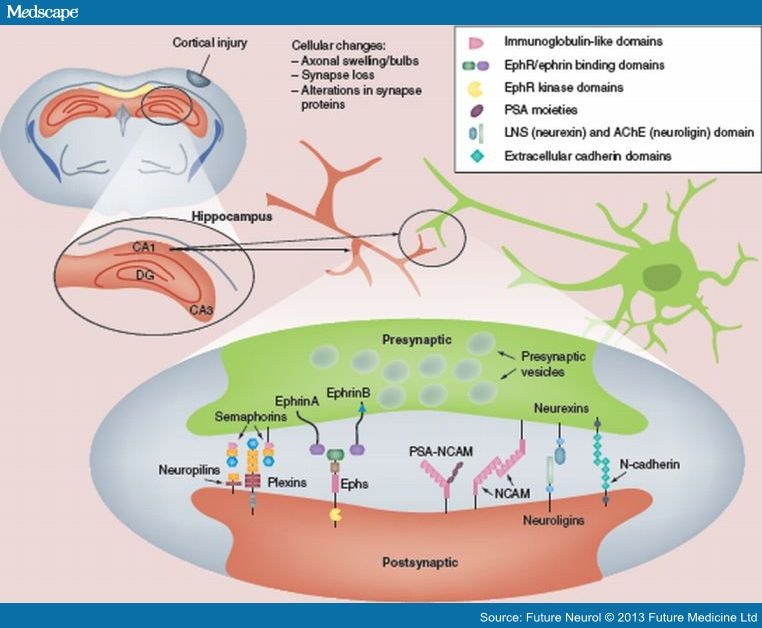Neuronal Adhesion and Synapse Organization After TBI - Page 4