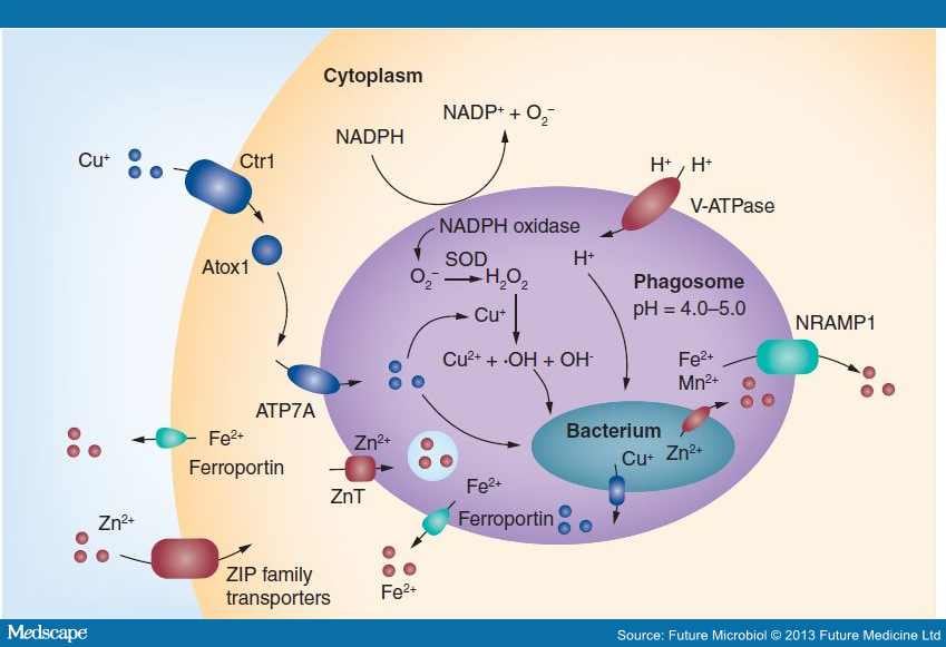Bacterial Killing in Macrophages and Amoeba