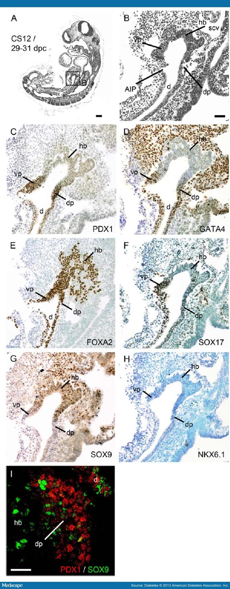 Development of the Human Pancreas - Page 3