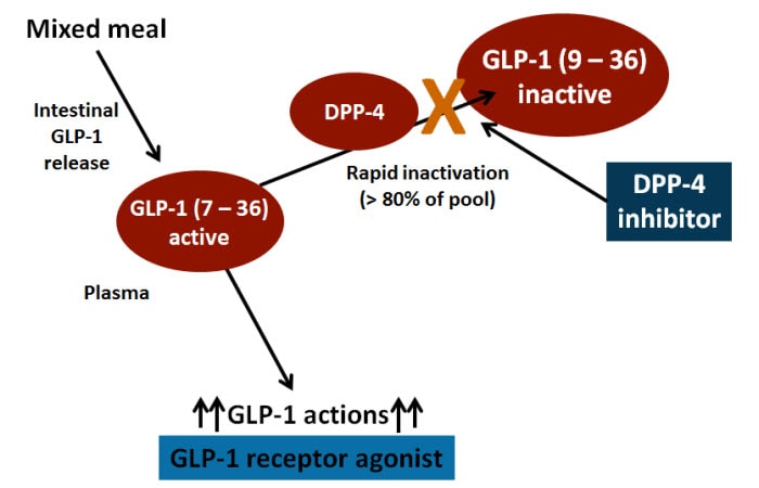New Pathways for Reducing Cardiovascular Risk in Hyperglycemia: The Key ...