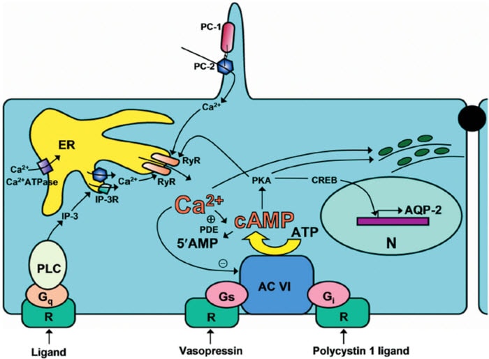 Connecting the Dots in ADPKD: A Clinical Guide on Pathophysiology ...