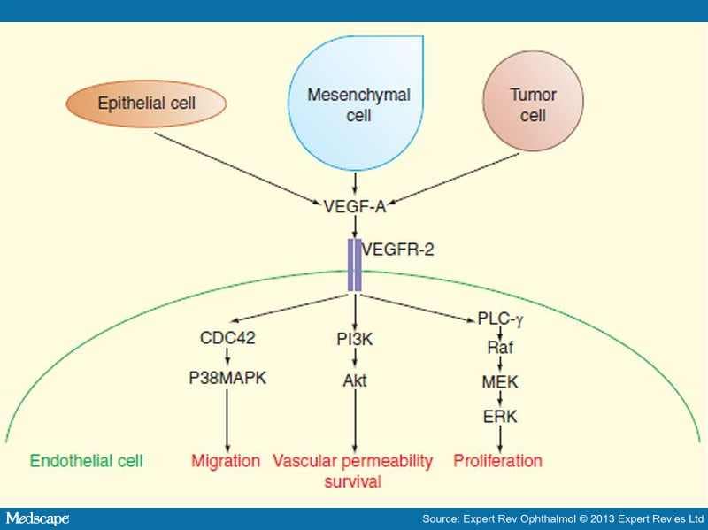 Dual VEGF and PDGF Antagonists to Treat Exudative AMD - Page 2