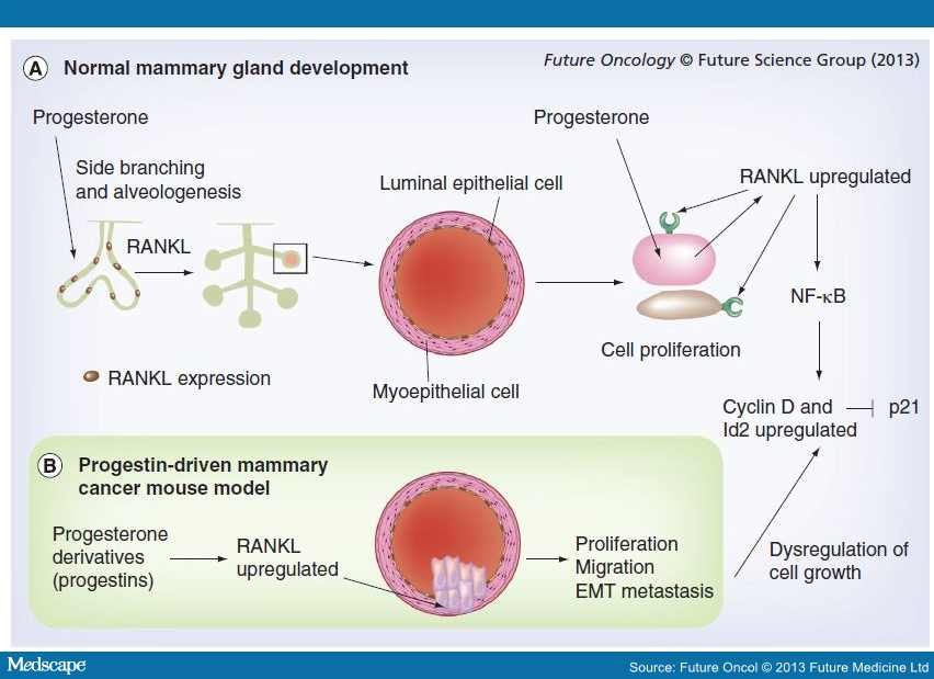 Properties of RANKL/RANK in Differentiation and Metastasis - Page 4
