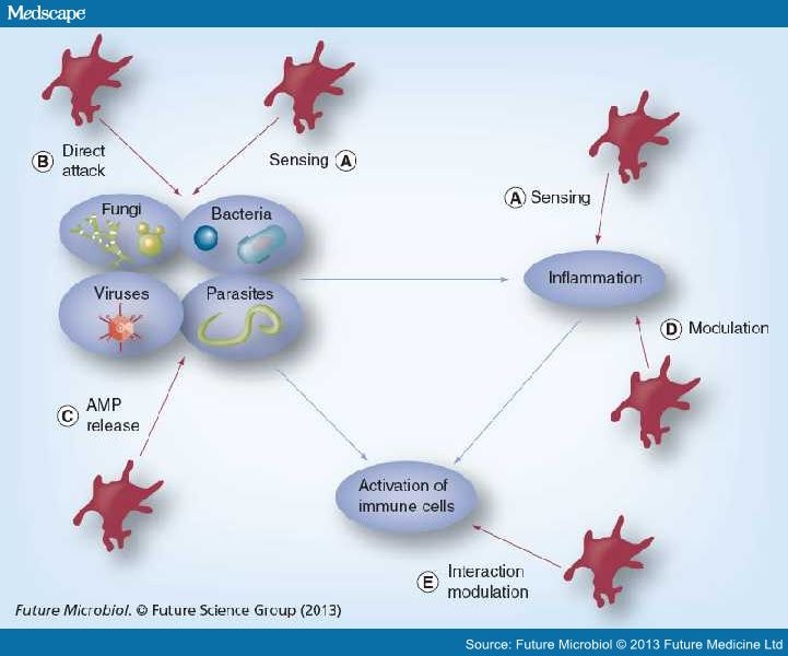 Platelets as Immune Cells in Infectious Diseases - Page 2