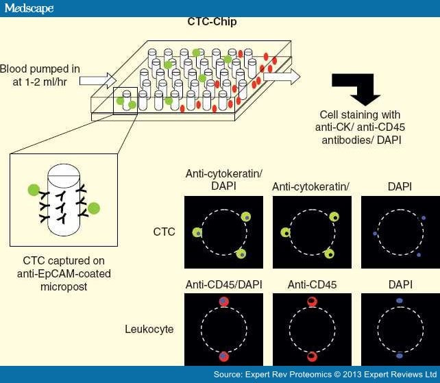 Studying Circulating Tumor Cells at the Protein Level - Page 4