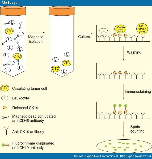 Studying Circulating Tumor Cells at the Protein Level - Page 6