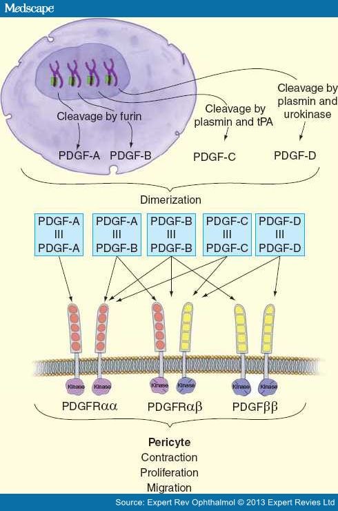 PDGF: Ophthalmology's Next Great Target - Page 3