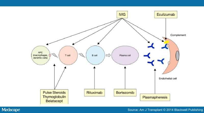 Diagnosis and Management of Antibody-Mediated Rejection