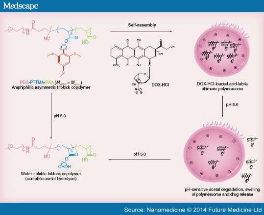 pH-Sensitive Nanoparticles for Targeted Doxorubicin Delivery - Page 3