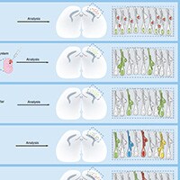 Monitoring Neurogenesis in the Cerebral Cortex — an Update