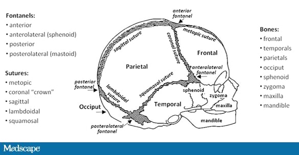 Nonsynostotic Deformational Plagiocephaly - Page 4