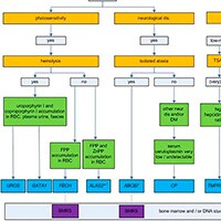 Diagnosis & Management of Microcytic Anemias due to Genetic Disorders ...
