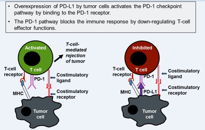 The Immune Checkpoint Revolution in Advanced NSCLC: Implications for ...