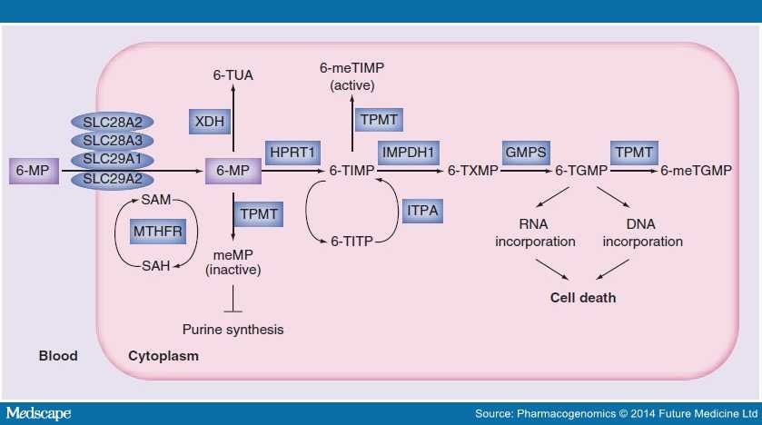 Pharmacogenetics of Childhood Acute Lymphoblastic Leukemia - Page 3