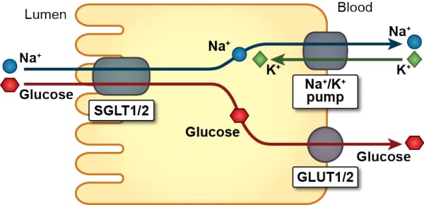 Modern Oral Agents in Clinical Practice: Where do SGLT2 Inhibitors Fit?