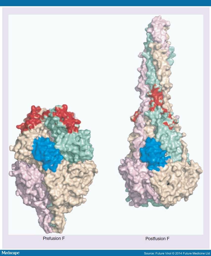 RSV Implications for Subunit Vaccine Development - Page 3