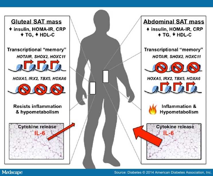 Programming Body Fat to Protect Against Metabolic Disease