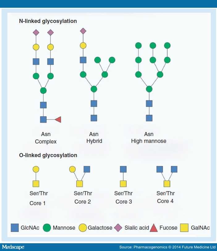 Bacterial Glycosidases in Pathogenesis and Glycoengineering