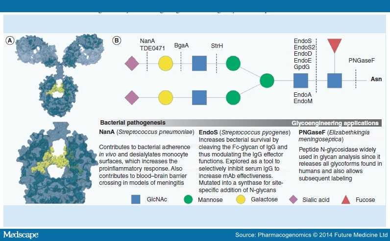 Bacterial Glycosidases in Pathogenesis and Glycoengineering