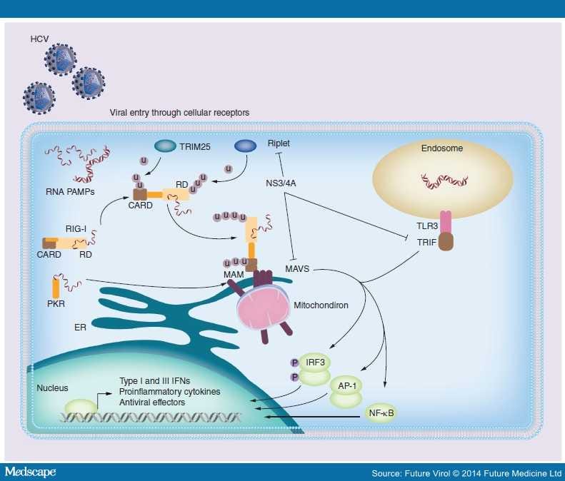 Hepatitis C Virus: Strategies to Evade Antiviral Responses - Page 2