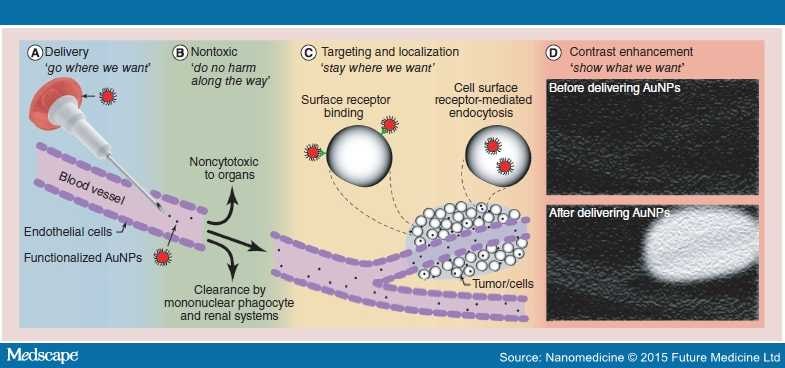 Gold Nanoparticles As Contrast Agents in x-Ray and CT - Page 2