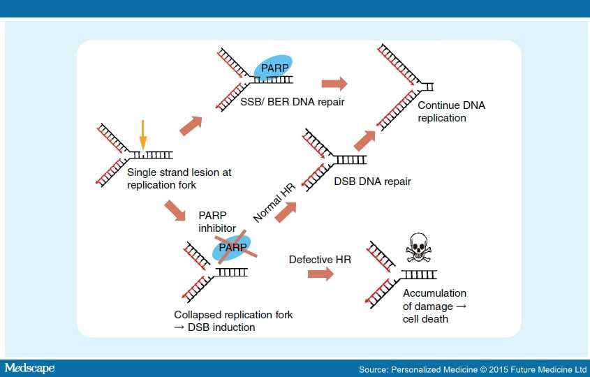 PARP Inhibitors: Journey From Hypothesis to Approval - Page 5