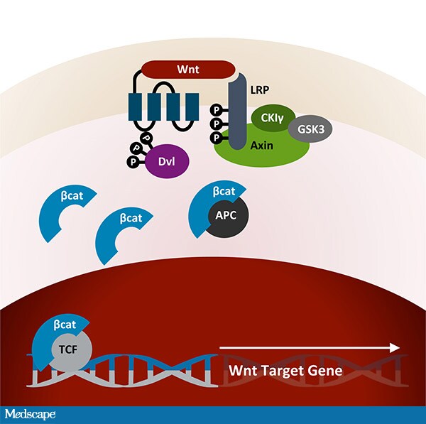 Concepts Related to Cancer Stem Cells: What Clinicians Need to Know