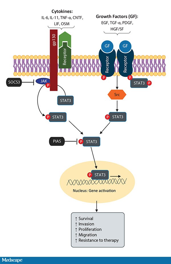 Concepts Related to Cancer Stem Cells: What Clinicians Need to Know