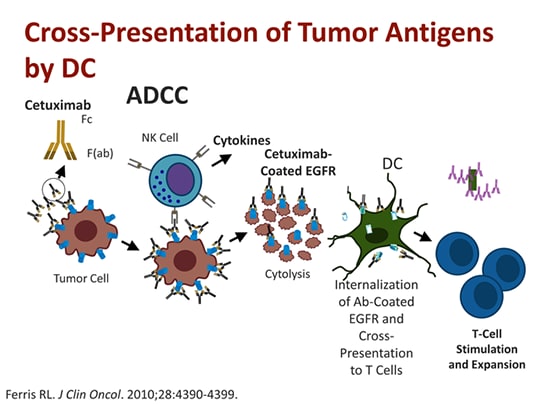 Hiding in Plain Sight: How Cancer Evades the Immune System (Transcript)