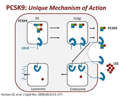 The Promise of PCSK9 Inhibitors in Patients With Statin Intolerance ...