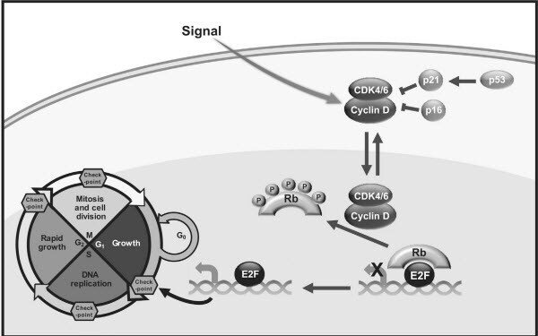 Evolving Therapeutic Strategies in Metastatic Breast Cancer