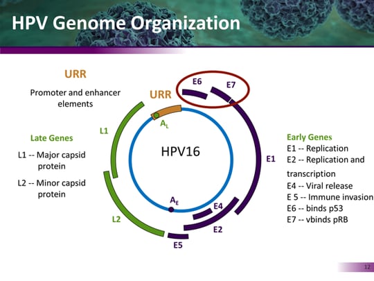 The Story of HPV: Yesterday, Today, and Tomorrow (Transcript)