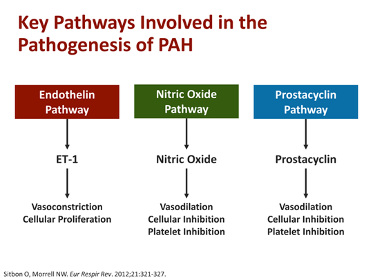 Getting With the PAH Guidelines: What Every Clinician Needs to Know ...