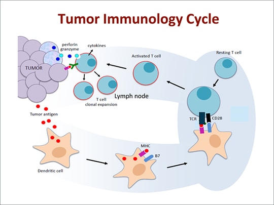 The Brain, Immune Privilege, and Immunotherapy: Proof in Concept ...