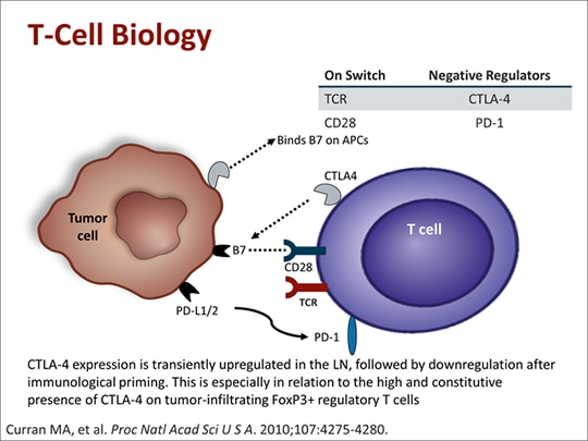 The Brain, Immune Privilege, and Immunotherapy: Proof in Concept ...