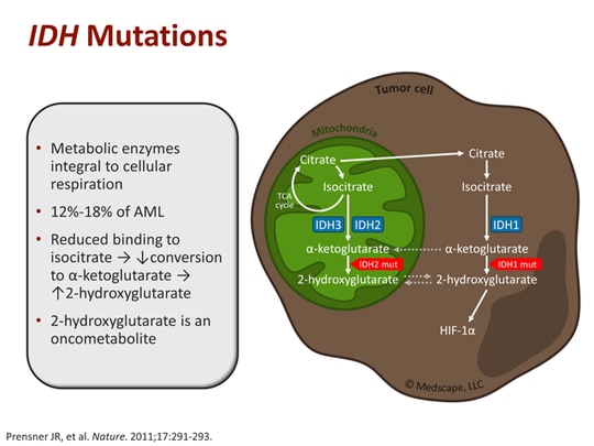 AML Research Focus: Exploring New Treatment Options (Transcript)