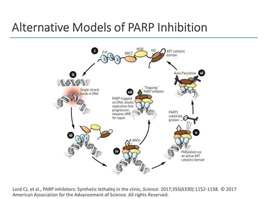 PARP Inhibitors and Breast Cancer: What Do You Need to Know? (Transcript)