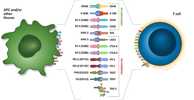 Back to the Basics: Clinical Immunology and Its Implications for Cancer ...