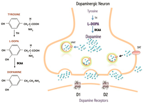 Clinical Perspectives on Wearing - Off Symptoms and Dyskinesia in ...