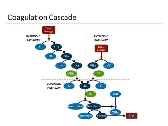 Mid-Year Hemophilia Update