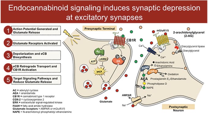 The Basis of Cannabinoid Therapeutics: What You Need to Know